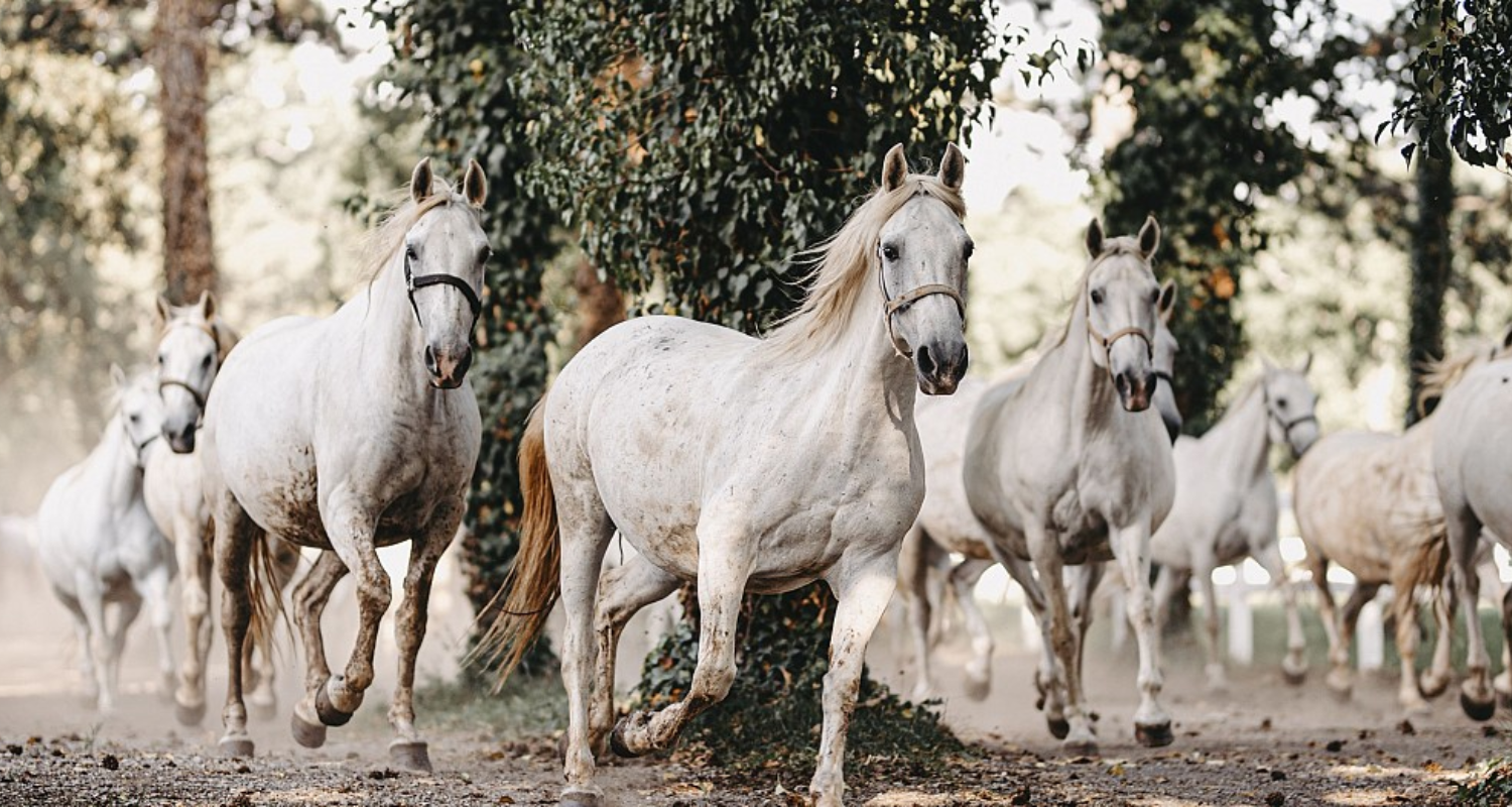 Soglasna podpora poslancev novemu Zakonu o Kobilarni Lipica